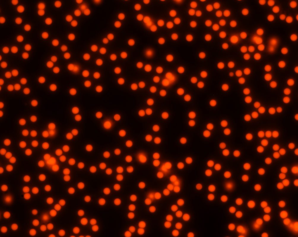 单分散荧光PMMA微球（橙红色） – 瑞格生物科技（Rigorbiotech）